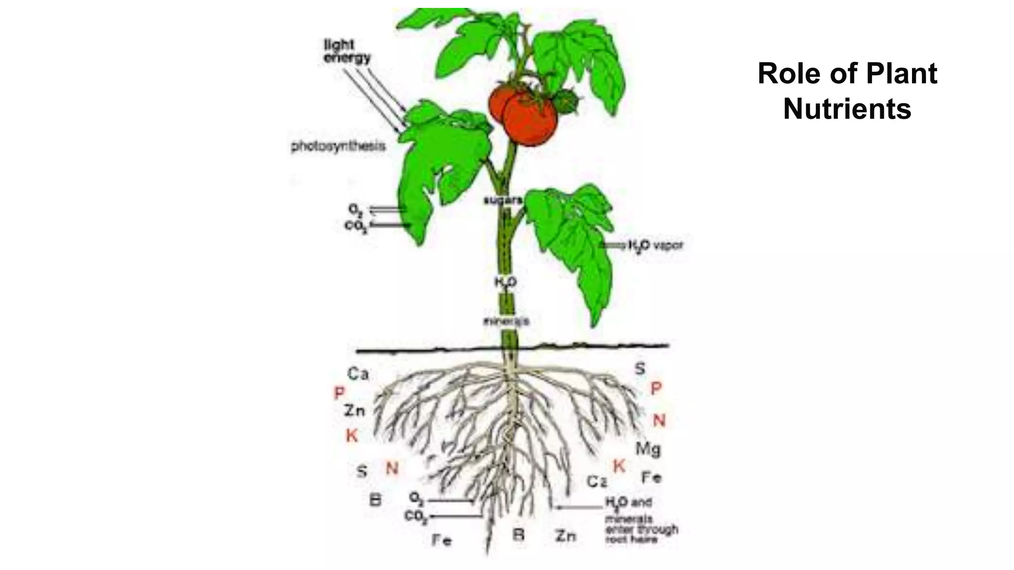 Classification and Role of Plant Nutrients | PPTX