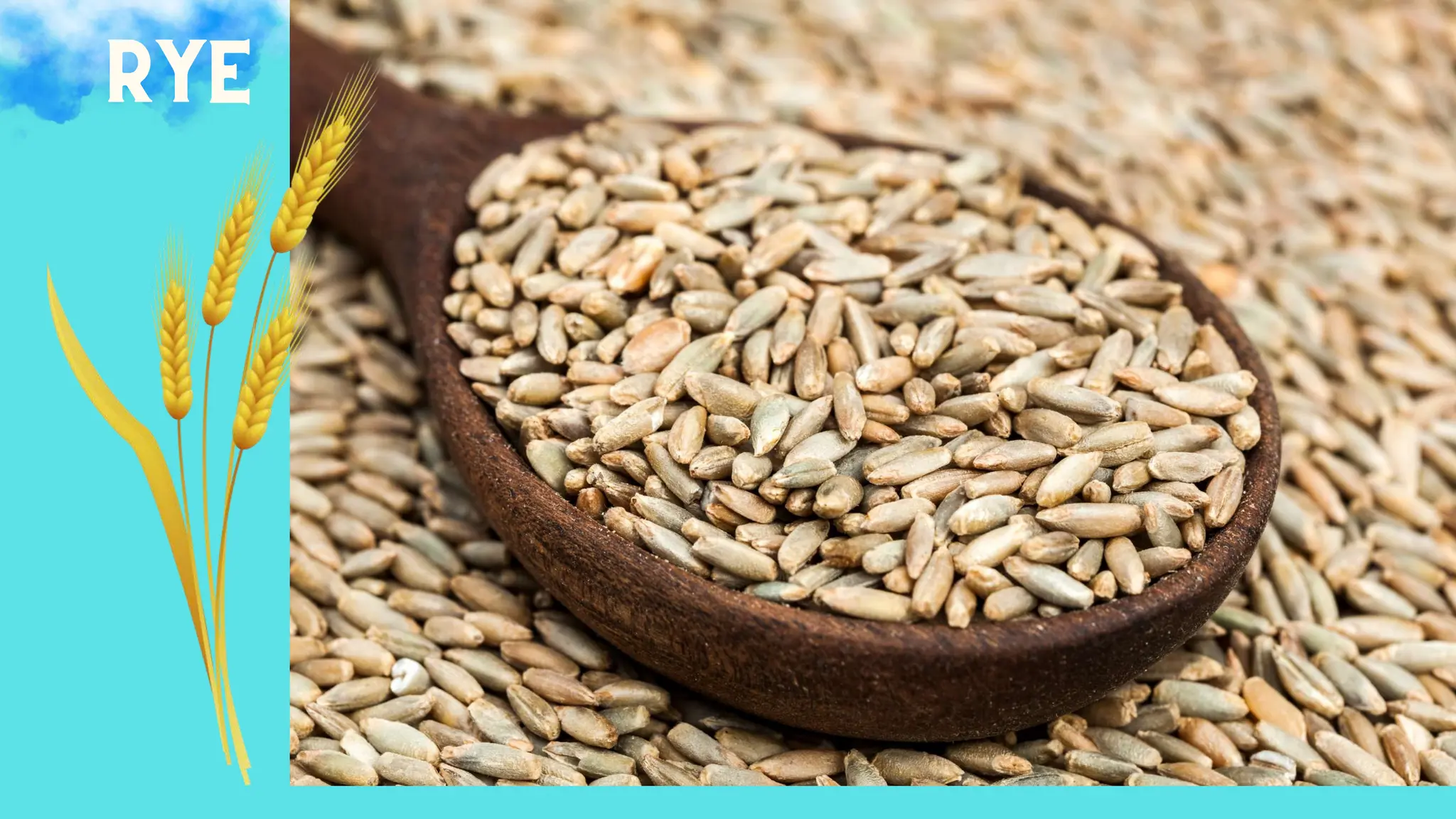 Classification and Sources of Starch (1).pptx