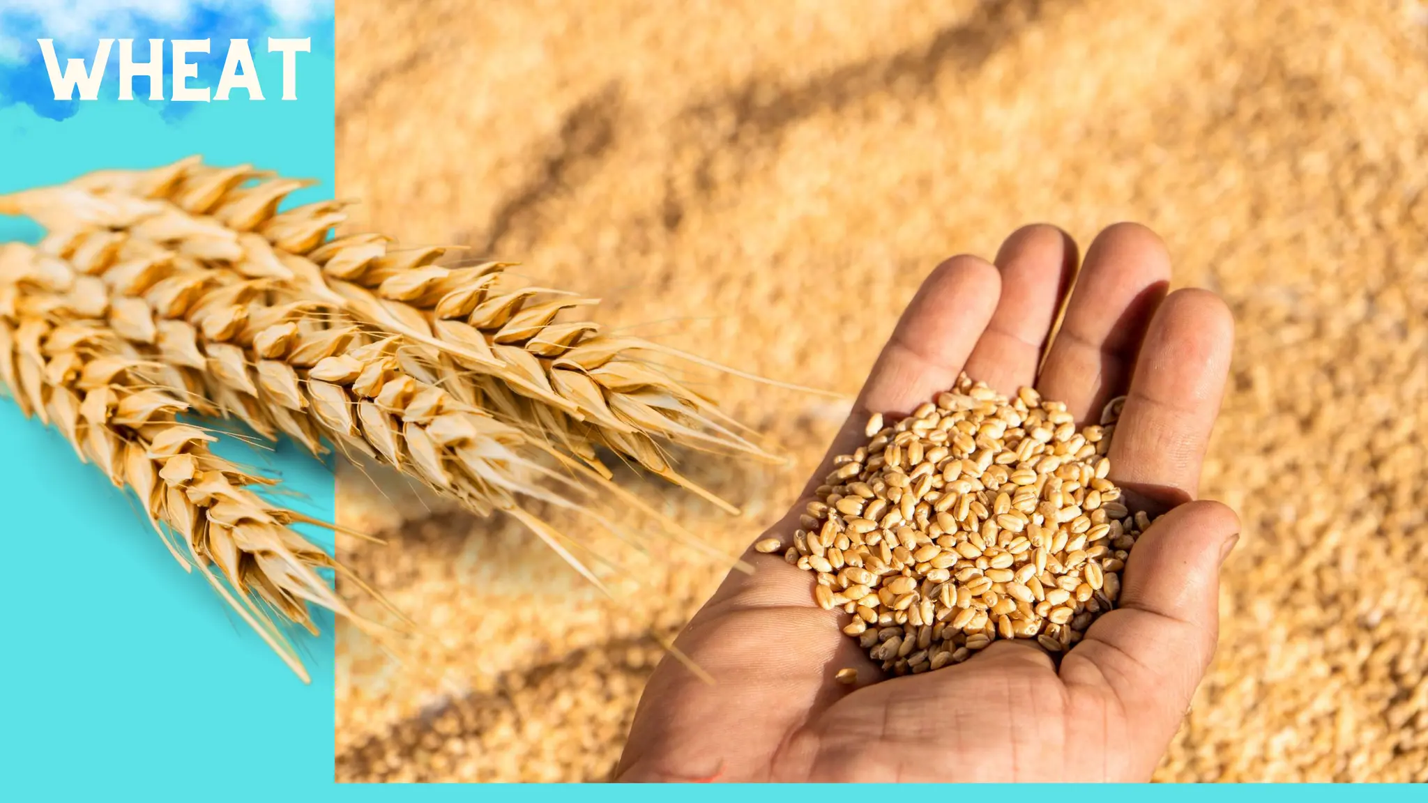 Classification and Sources of Starch (1).pptx