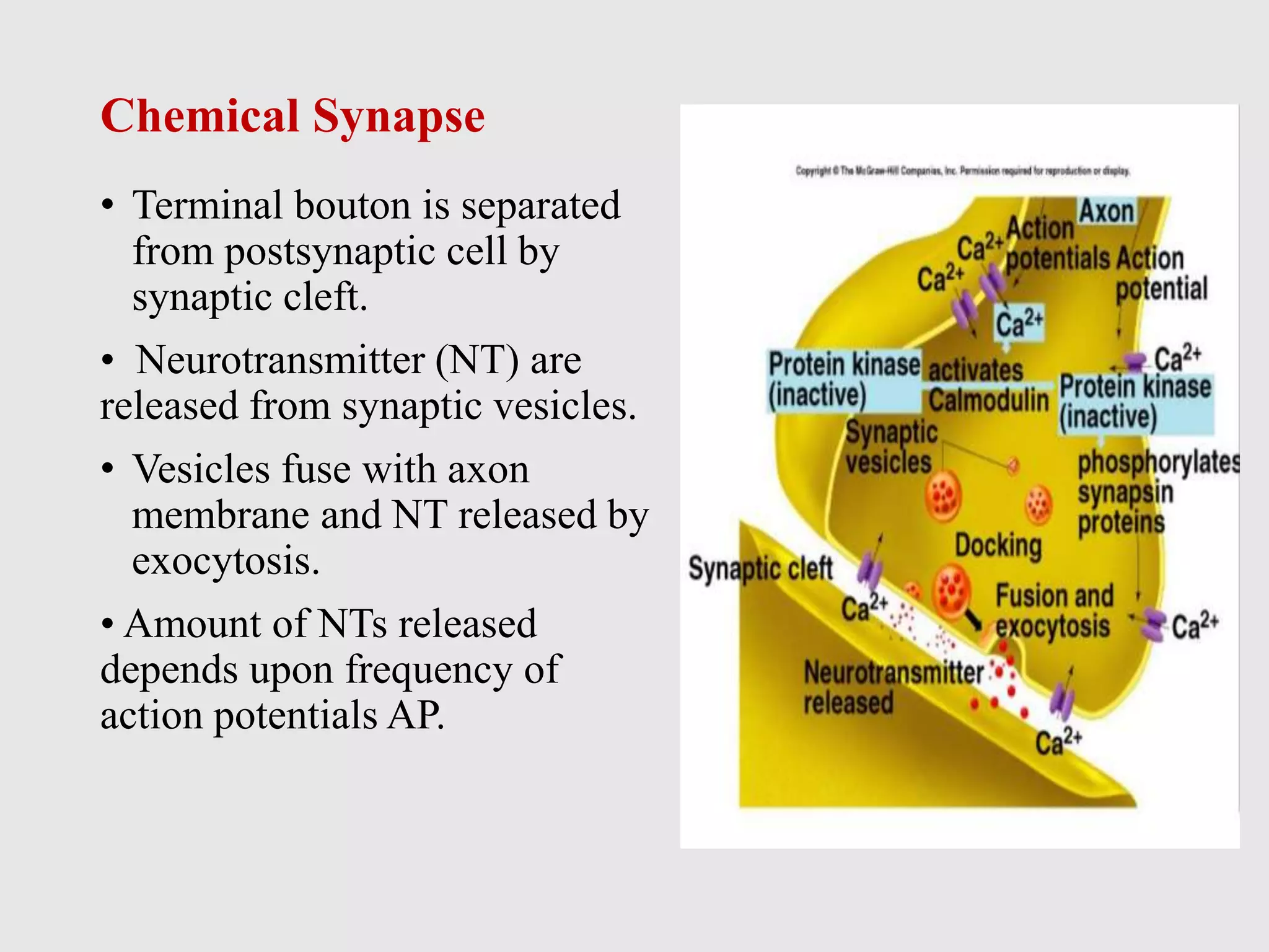 Classification and structure of synapses | PPTX