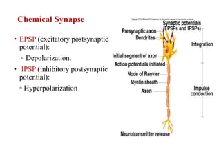 Classification and structure of synapses | PPTX