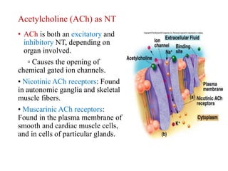 Classification and structure of synapses | PPTX