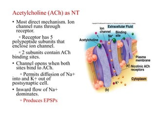 Classification and structure of synapses | PPTX