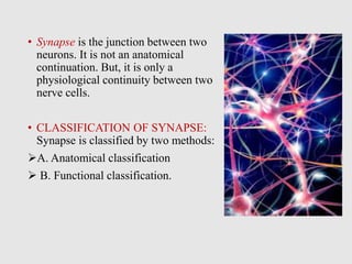 Classification and structure of synapses | PPTX