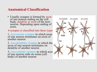 Classification and structure of synapses | PPTX