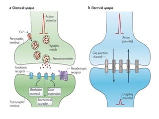 Classification and structure of synapses | PPTX