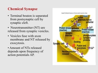 Classification and structure of synapses | PPTX