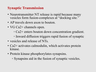 Classification and structure of synapses | PPTX