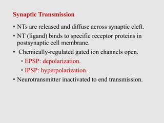 Classification and structure of synapses | PPTX