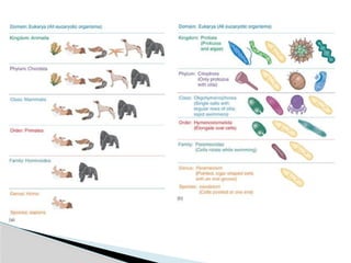 Classification and taxonomy of Microorganisms.pptx