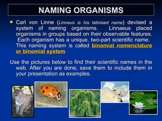 Classification assignment | PPT