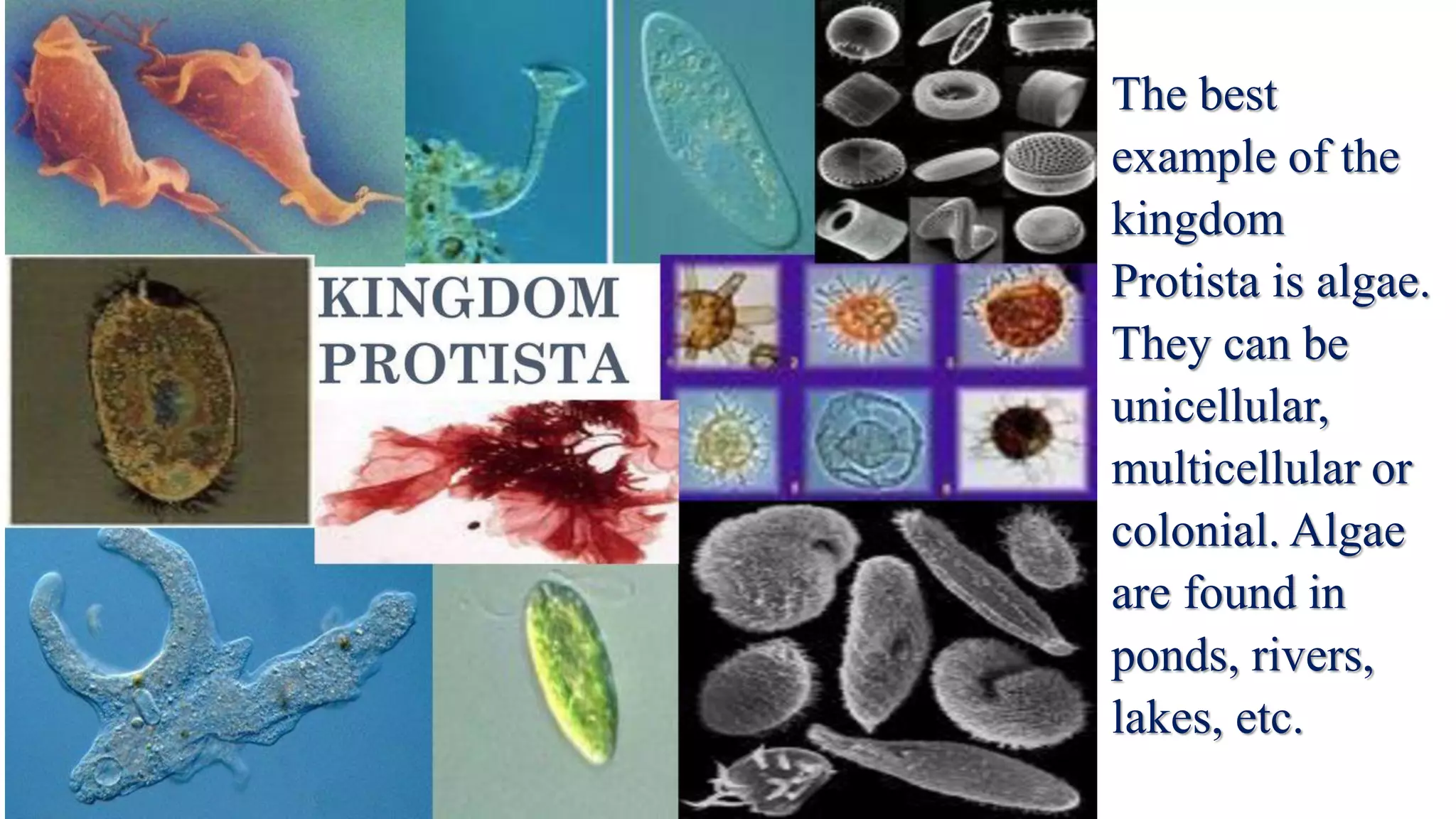 Classification chapter class fiv science | PPT