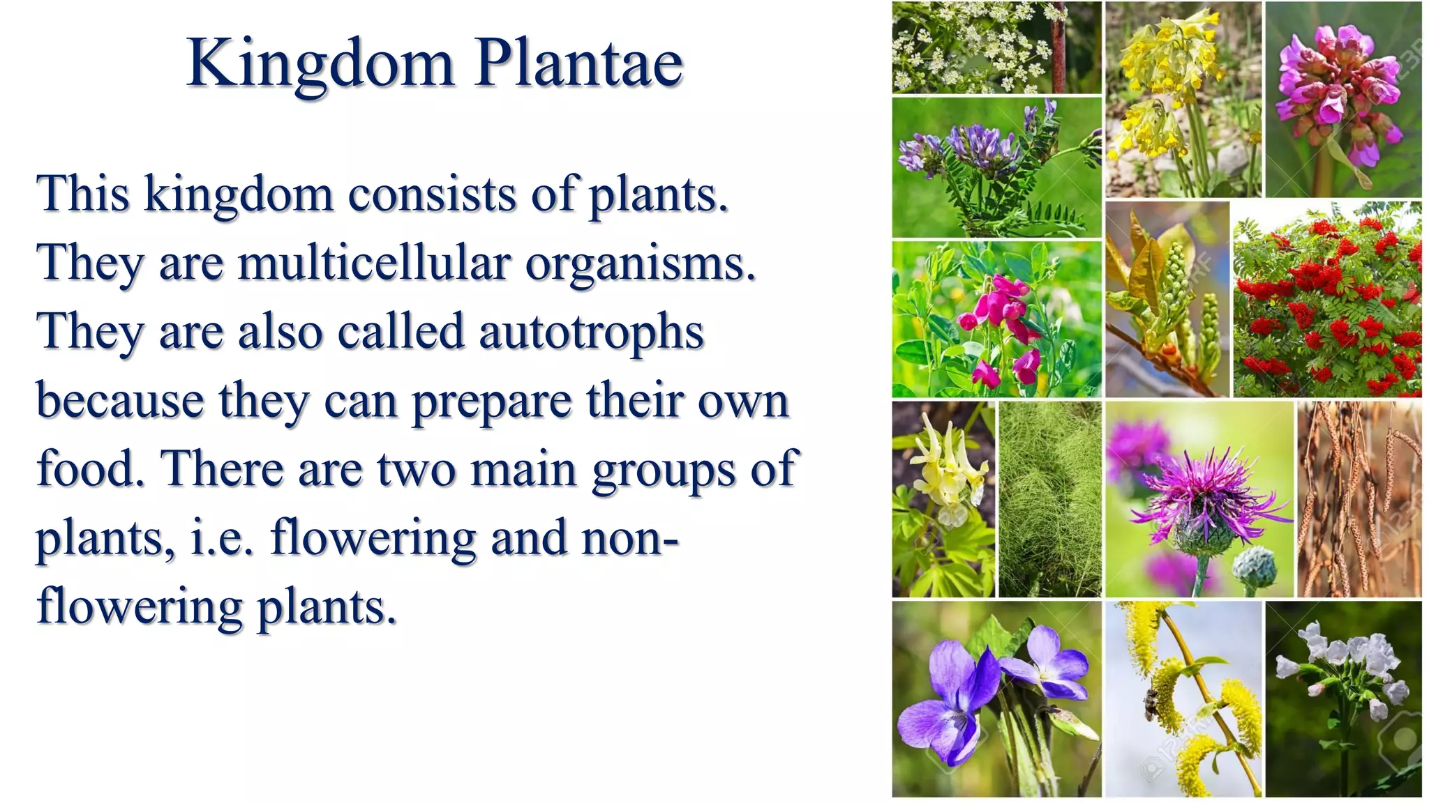 Classification chapter class fiv science | PPT