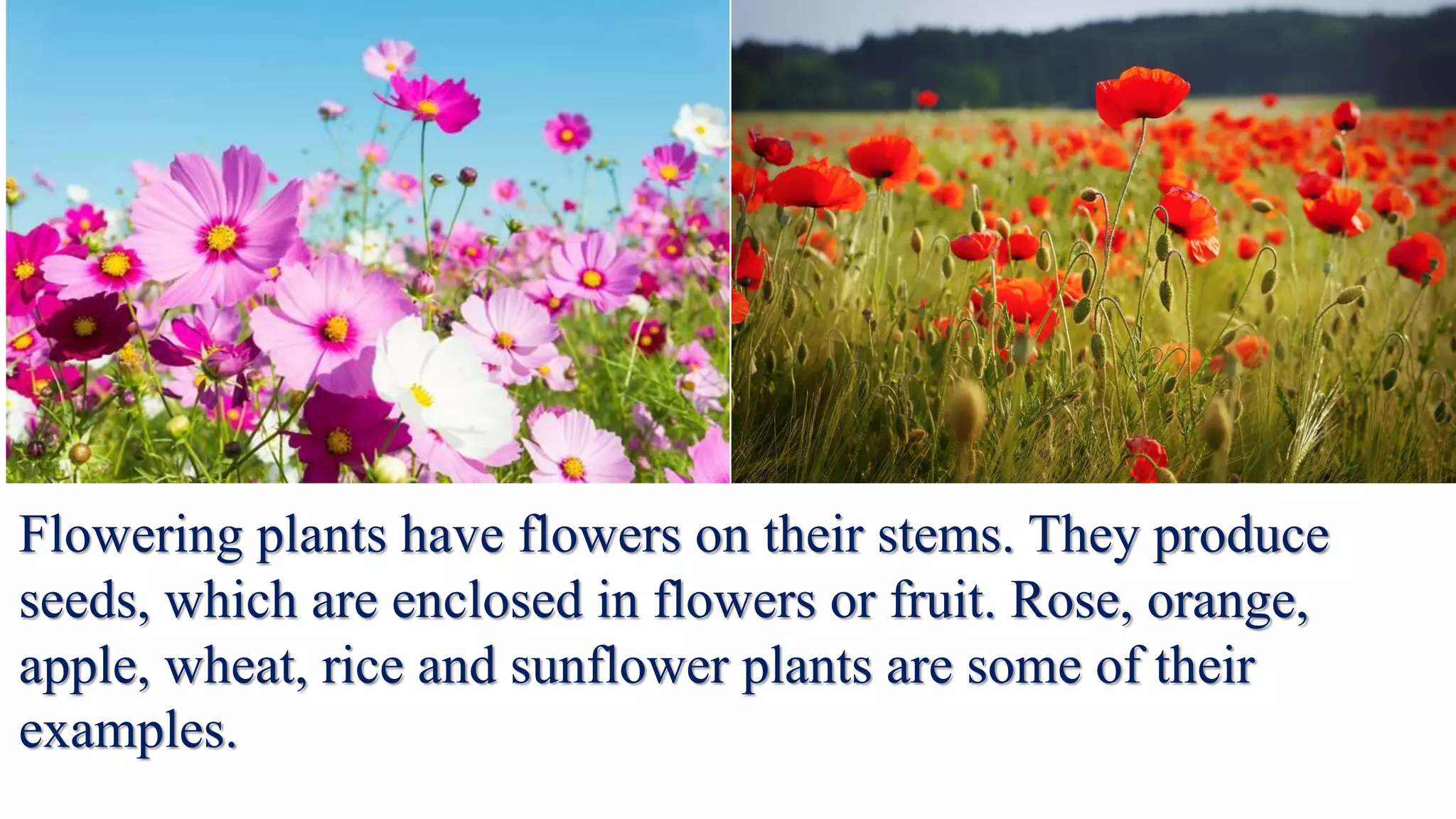 Classification chapter class fiv science | PPT