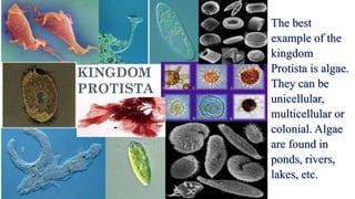 Classification chapter class fiv science | PPT