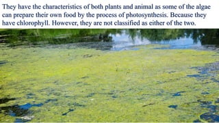 Classification chapter class fiv science | PPT