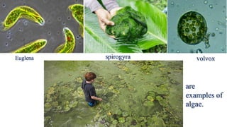 Classification chapter class fiv science | PPT