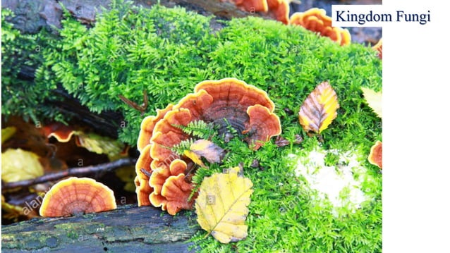 Classification chapter class fiv science | PPT