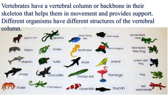 Classification chapter class fiv science | PPT