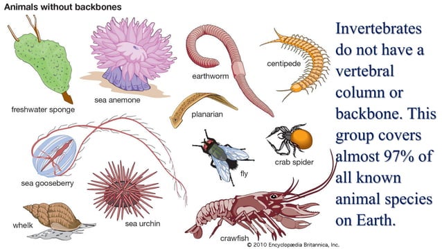 Classification chapter class fiv science | PPT