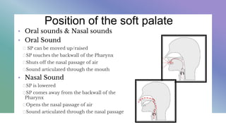 Classification & Description of Consonant Sounds.pptx