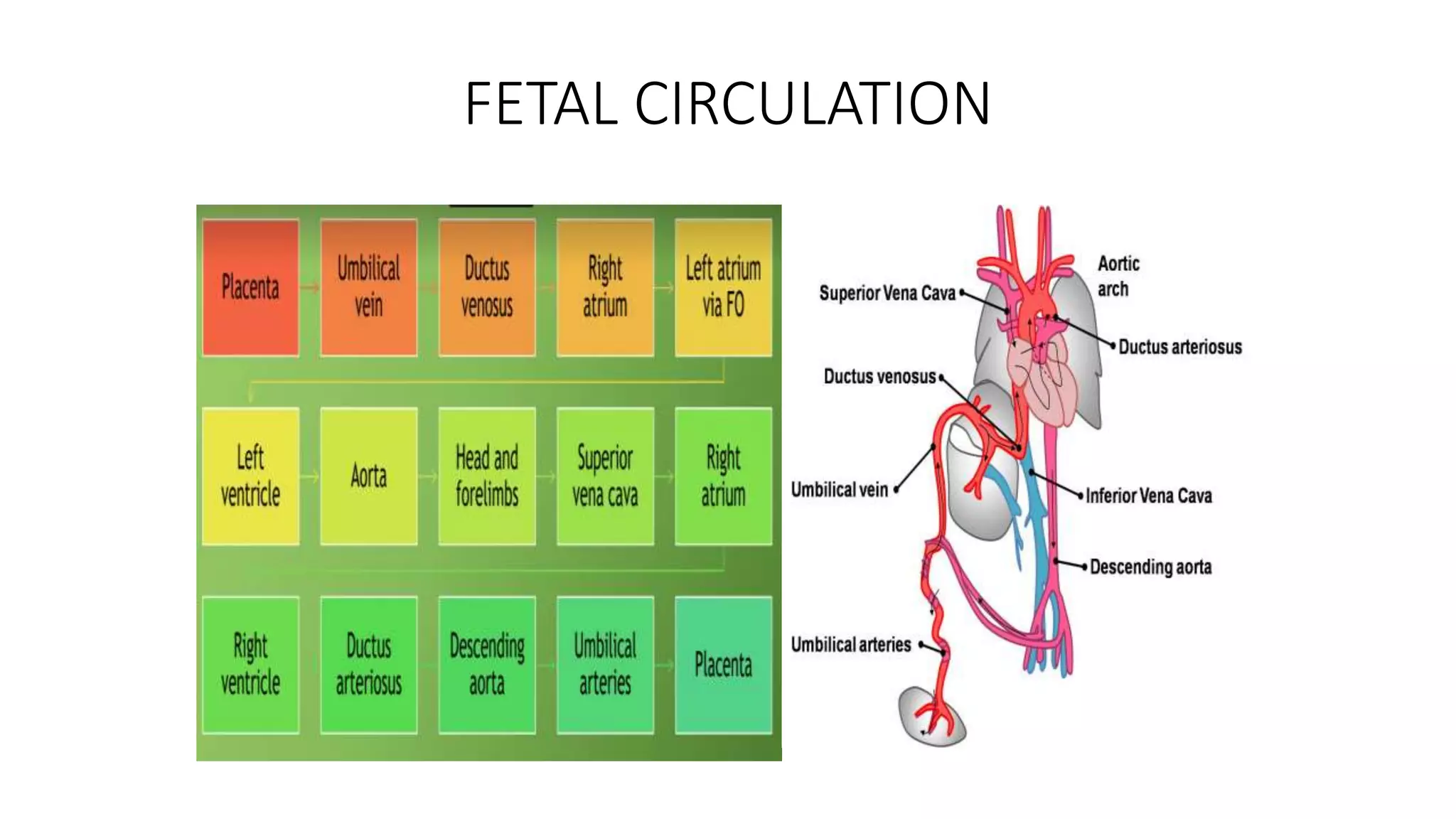 Classification, FetaL Circulation and TOF.pptx