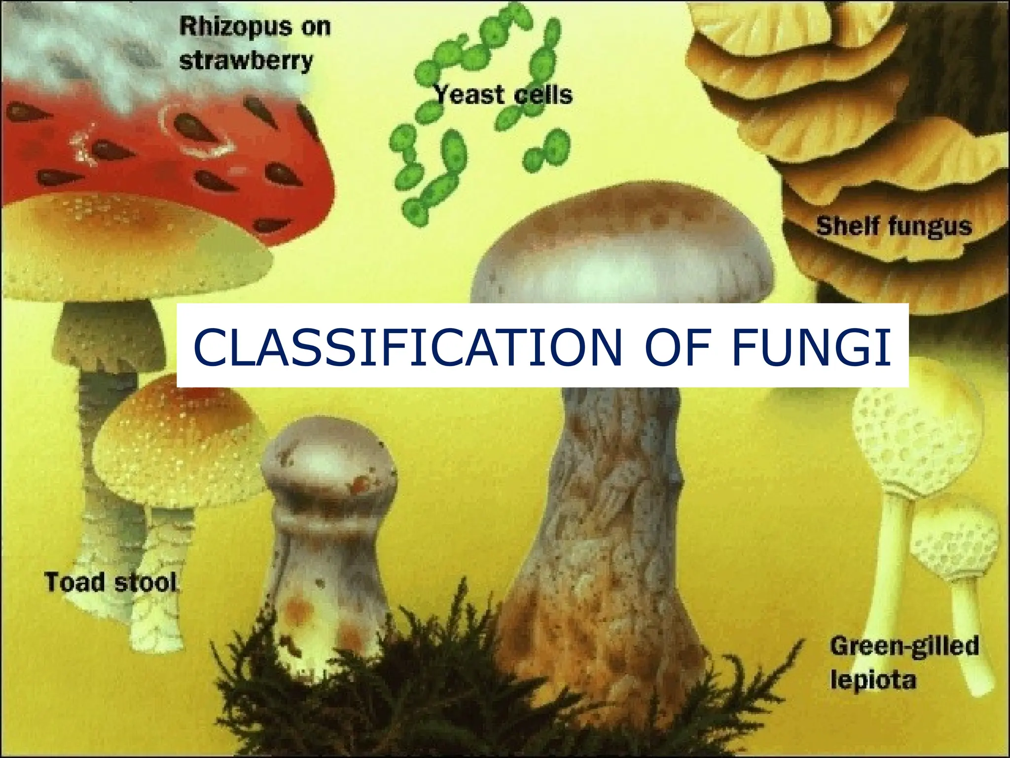 Classification of fungi final Part 1.pptx