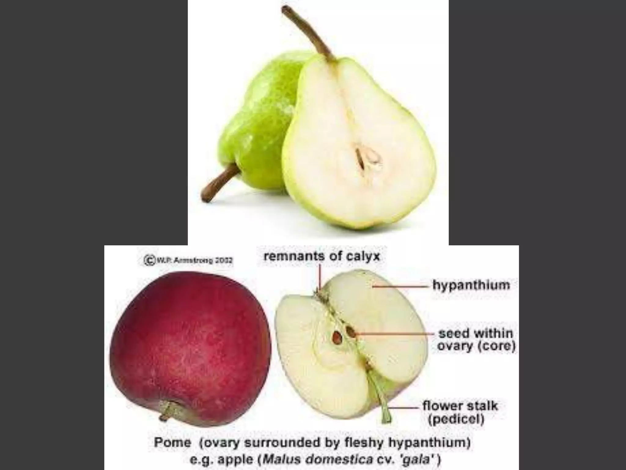 classification fruit ppt.pptx