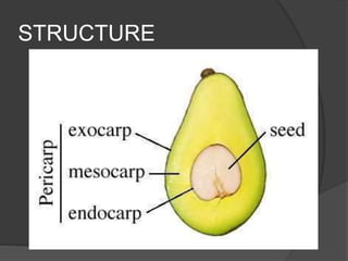 classification fruit ppt.pptx