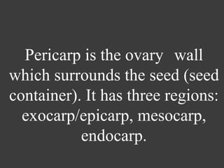 classification fruit ppt.pptx