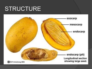 classification fruit ppt.pptx