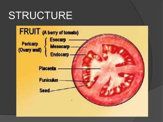 classification fruit ppt.pptx