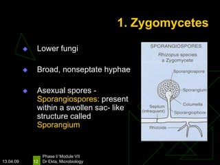 Classification & General Properties of Fungi.ppt