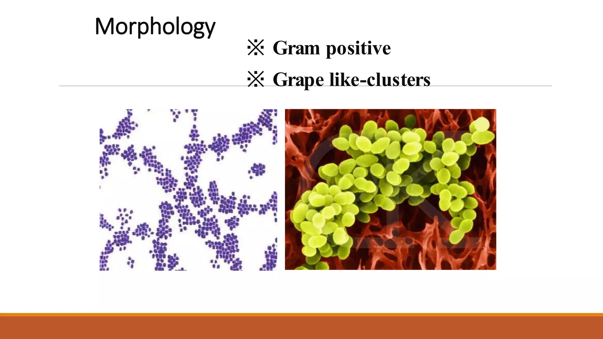 Classification & Gram + cocci, Staphylococci.pptx