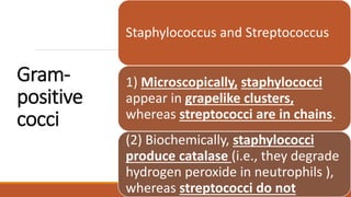 Classification & Gram + cocci, Staphylococci.pptx