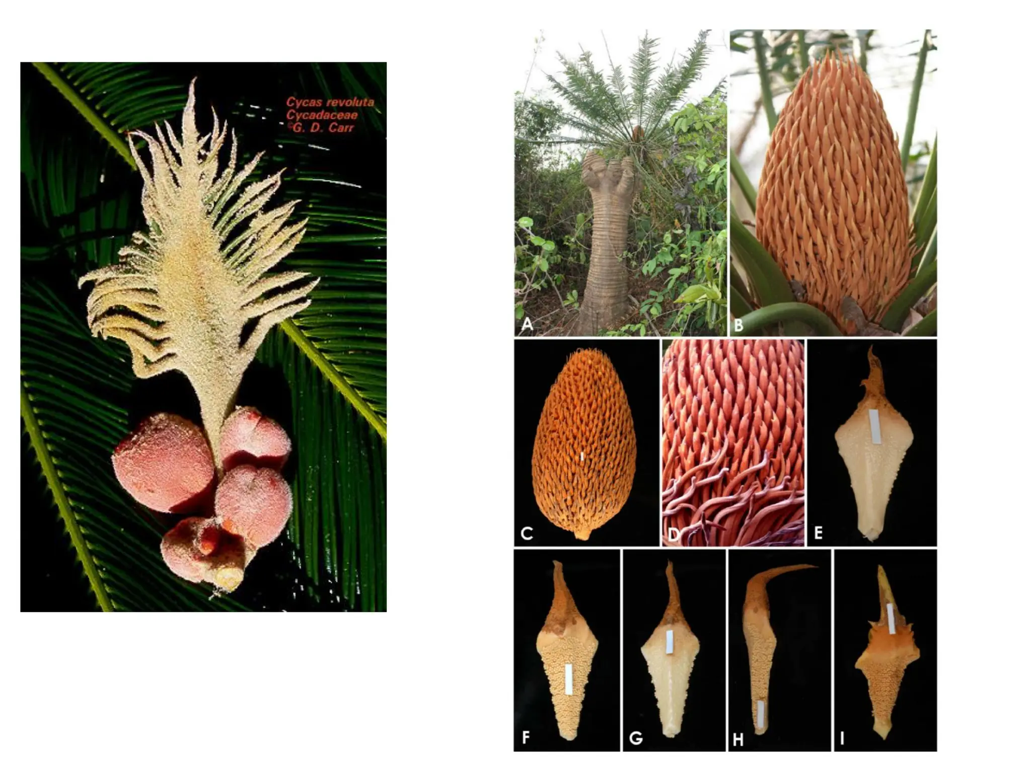 Classification gymnosperms.............pdf