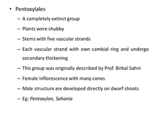 Classification gymnosperms.............pdf