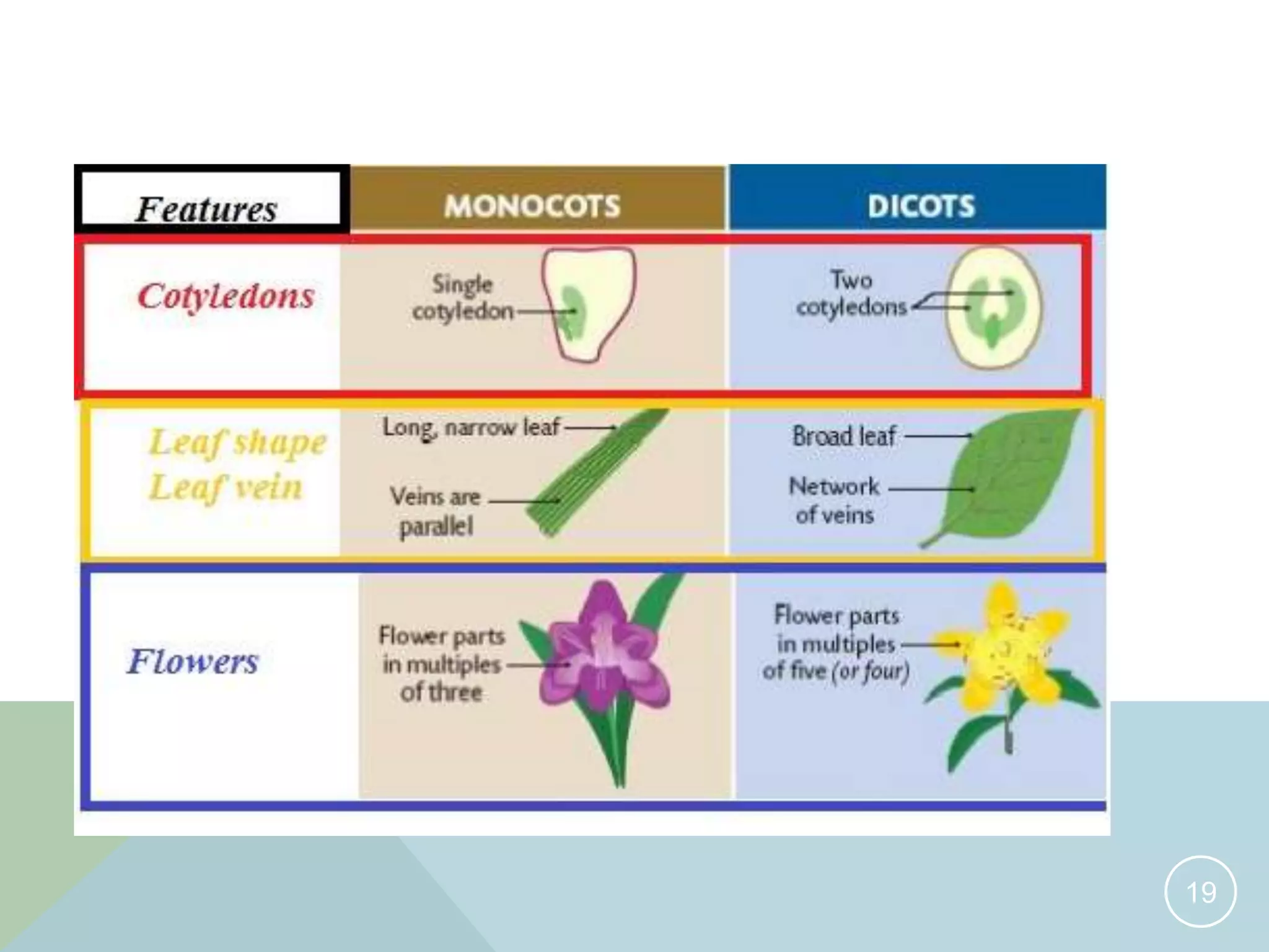 Classification of living organism. IGCSE O level biology | PPTX