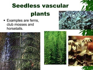 Classification including plants | PPT