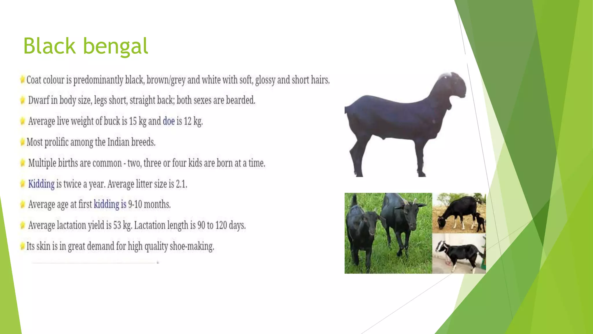 Classification indian goat_breeds | PPTX