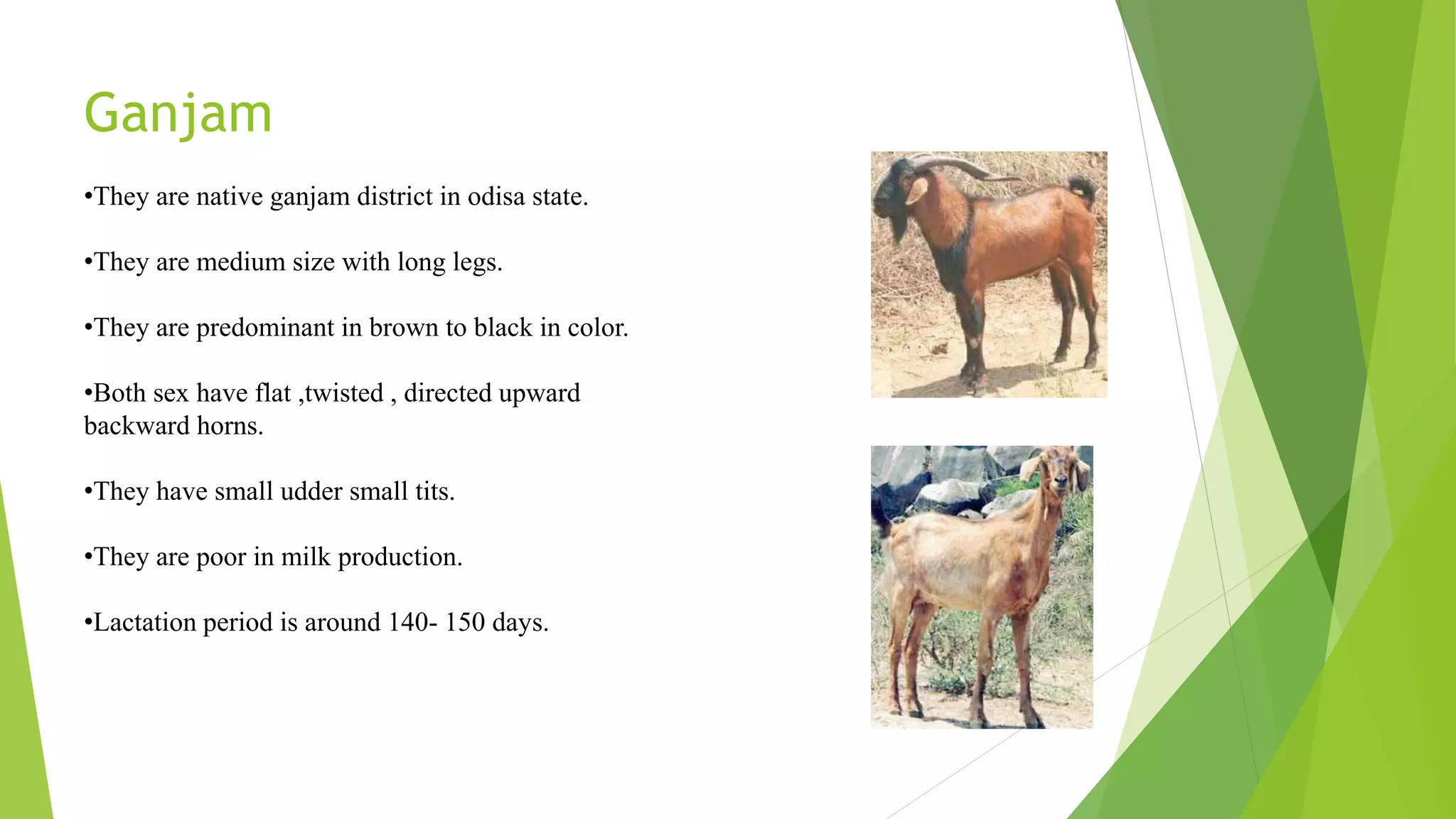 Classification indian goat_breeds | PPTX