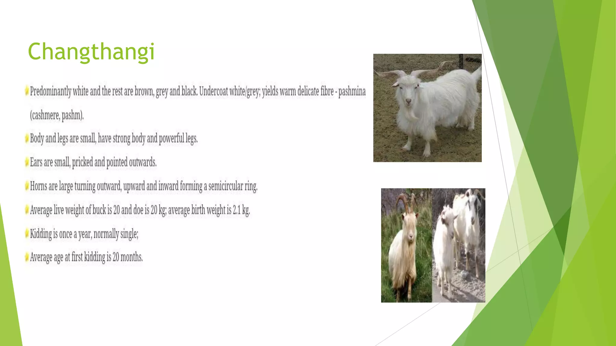 Classification indian goat_breeds | PPTX