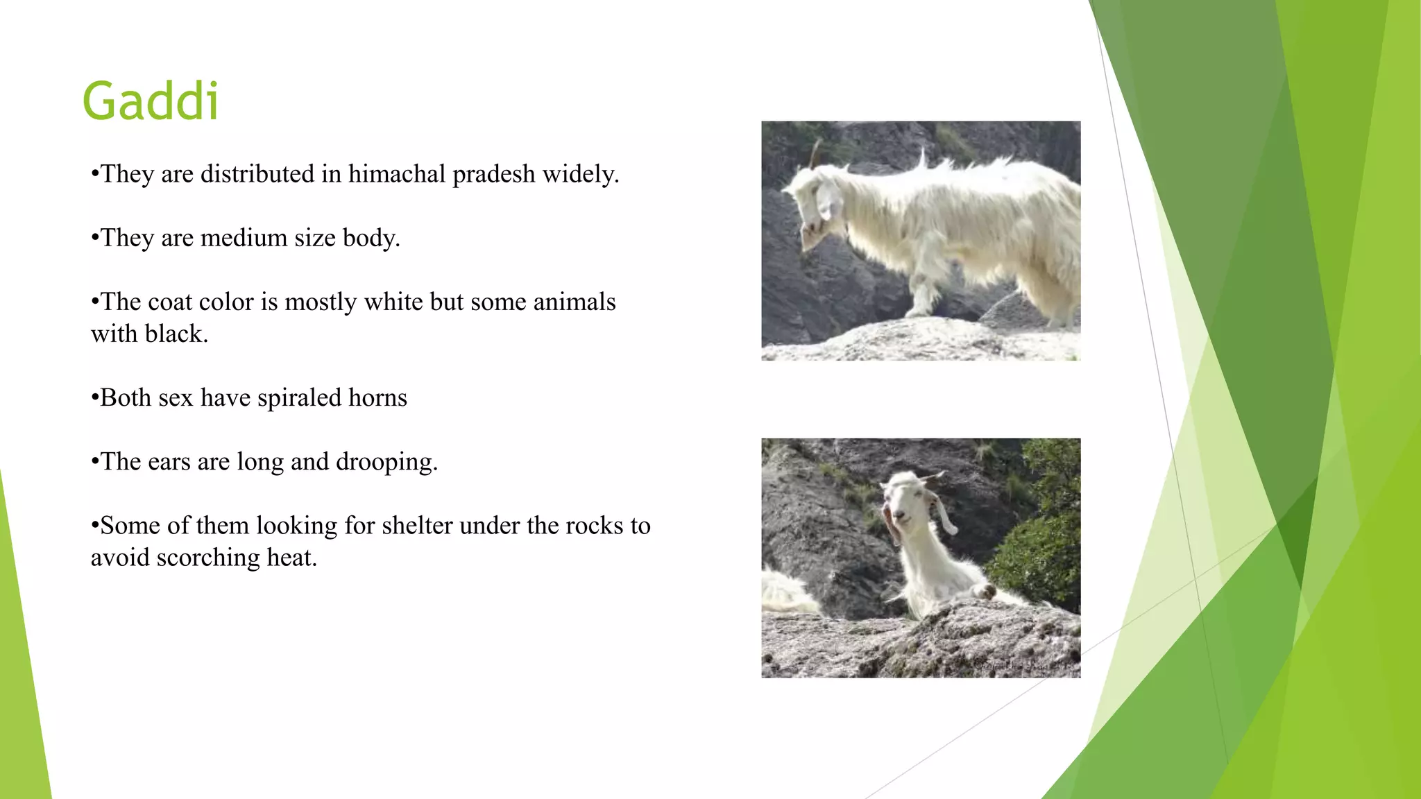 Classification indian goat_breeds | PPTX