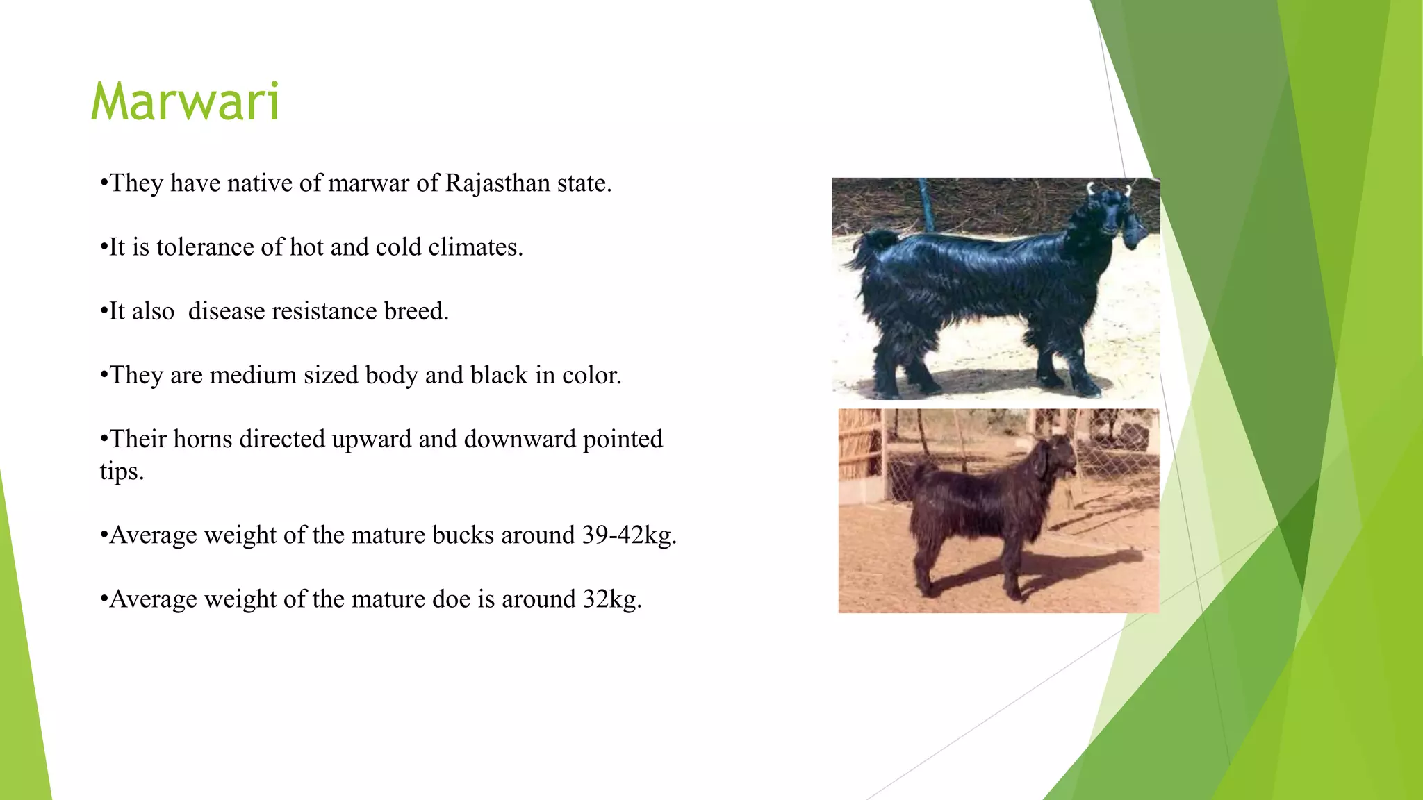 Classification indian goat_breeds | PPTX