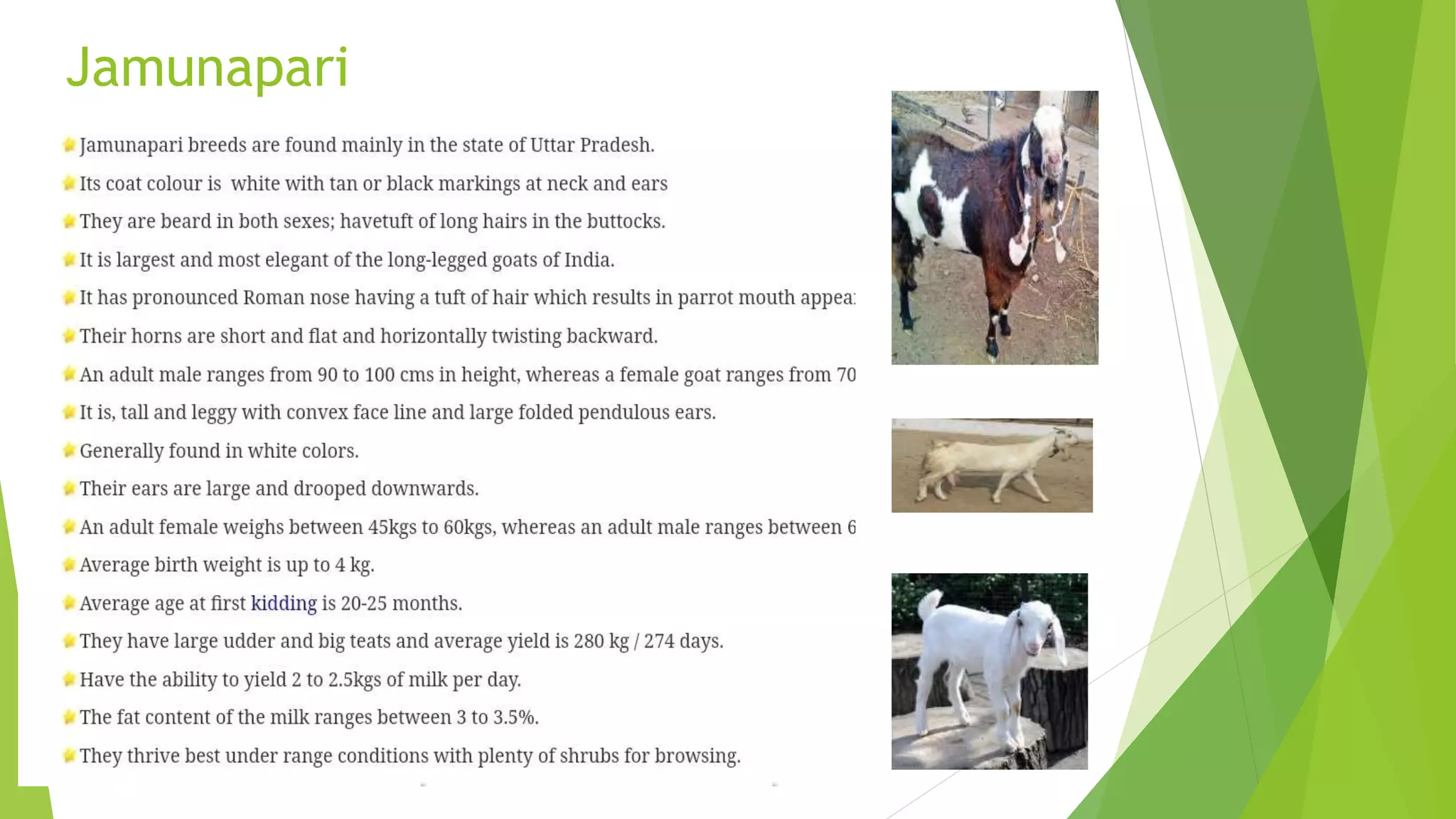 Classification indian goat_breeds | PPTX