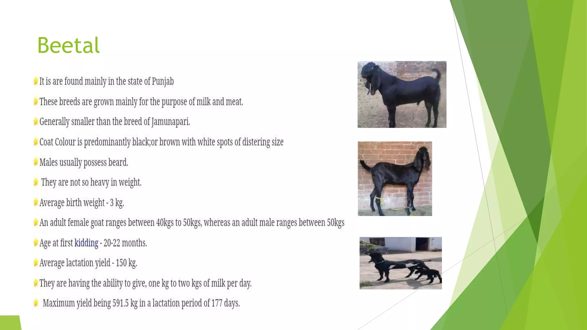 Classification indian goat_breeds | PPTX