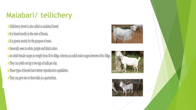 Classification indian goat_breeds | PPTX