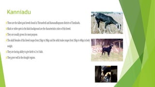 Classification indian goat_breeds | PPTX