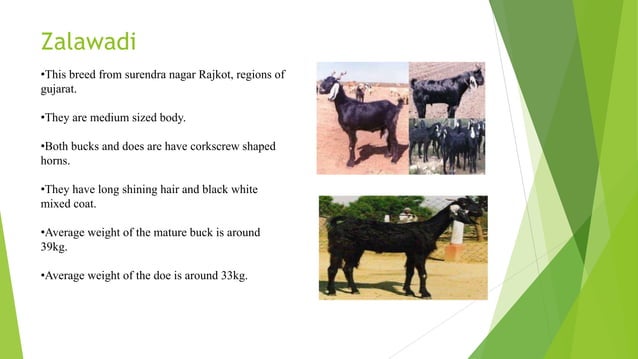 Classification indian goat_breeds | PPTX
