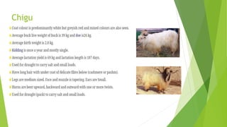 Classification indian goat_breeds | PPTX